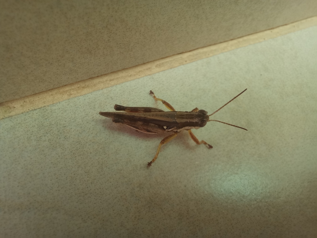 Dichroplus fuscus from Piracicaba on March 15, 2022 at 11:00 AM by ...