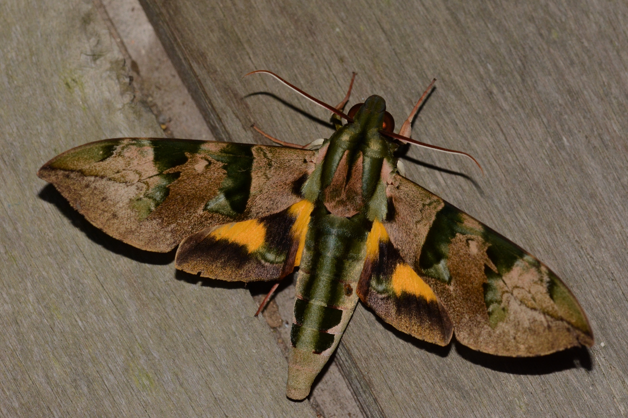 Eumorpha capronnieri Boisduval