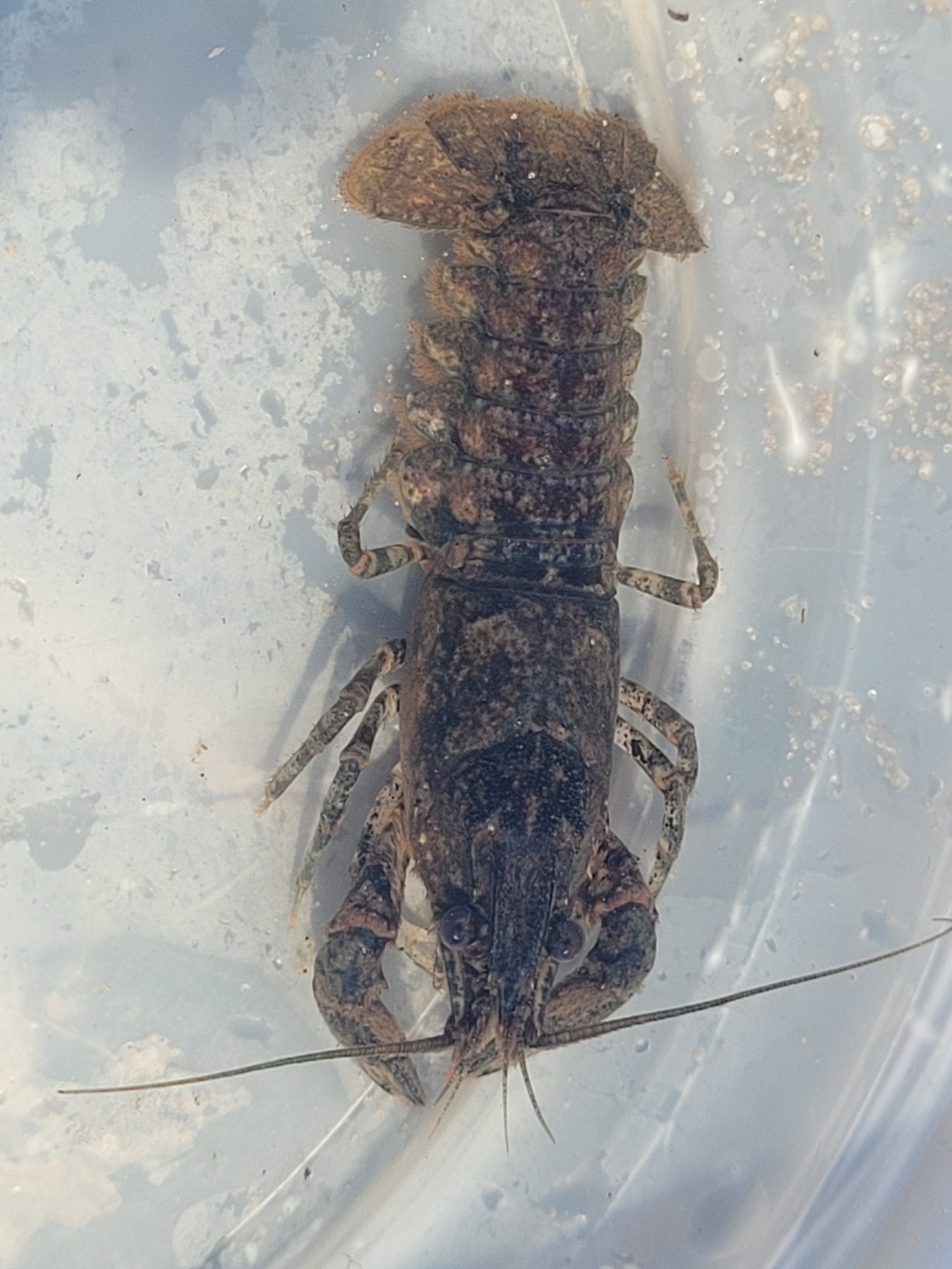 Faxonius limosus (Rafinesque, 1817)