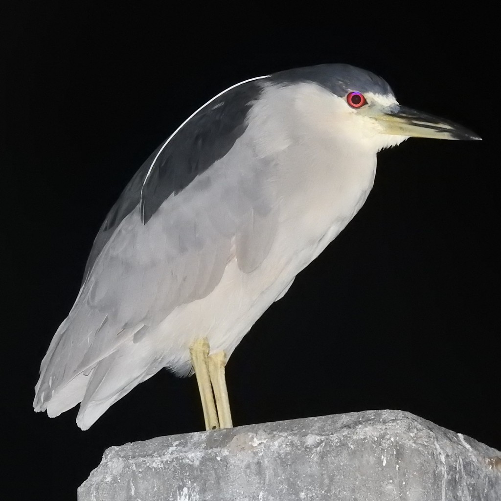 ʻAukuʻu (Black-crowned Night-Heron) [N] (Biodiversity of the Four ...