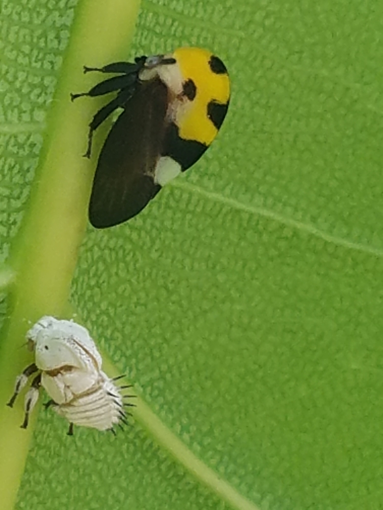 Mexican Treehopper from Centro on March 15, 2022 at 12:52 PM by Lucy ...