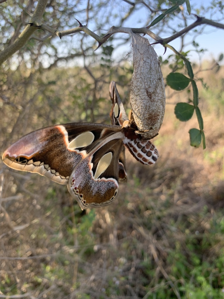 Forbes' Silk Moth in March 2022 by tesque. There are at least 6 cocoons ...