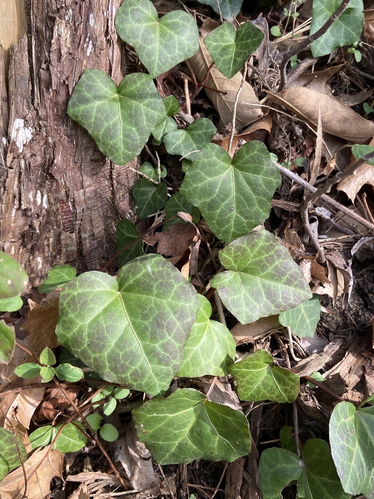 common ivy from Andrews Lake, Frederica, DE, US on March 15, 2022 at 04 ...