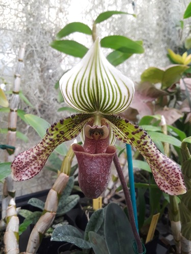 Hybrid Paphiopedilum × dixlerianum · iNaturalist