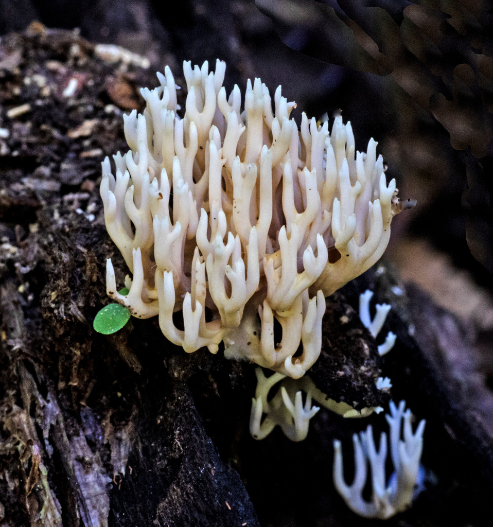 Lentaria from The Brook, Nelson, New Zealand on March 13, 2022 at 01:20 ...