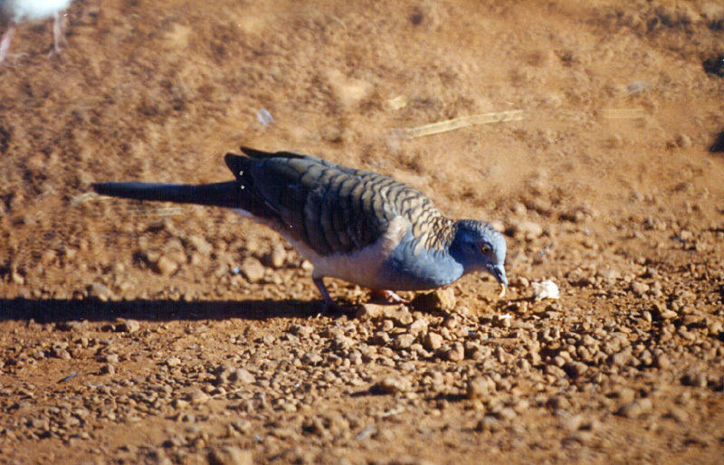 Bar-shouldered Dove from Litchfield Park NT 0822, Australia on August ...