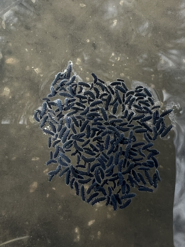 Seashore Springtail from Wabasso Island, Vero Beach, FL, US on March 14 ...