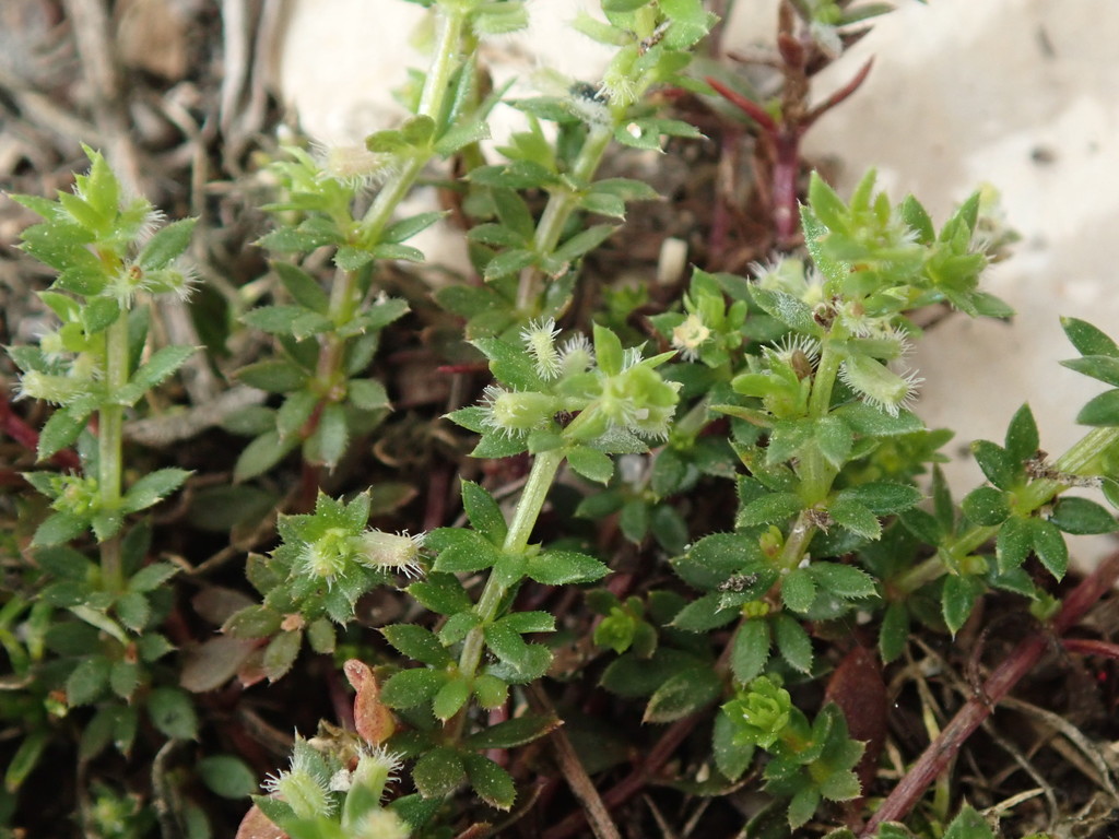 Galium murale (Tenerife Plants Gentianales, Myrtales, Oxalidales ...