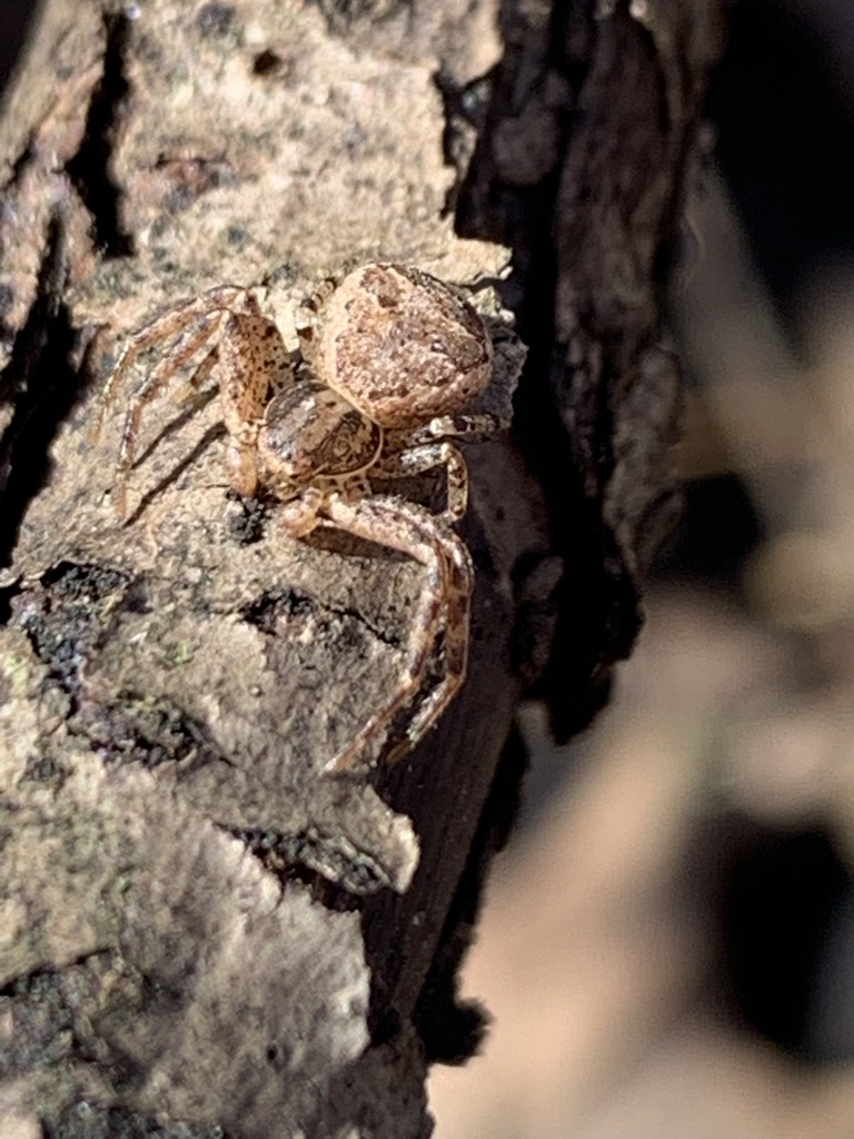 Tan crab spider from Athens, OH, US on March 15, 2022 at 03:59 PM by ...