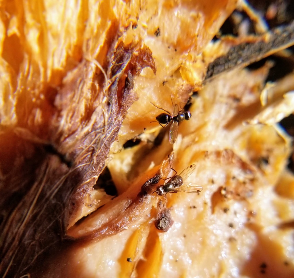 Ants from Pierre, SD 57501, USA on March 15, 2022 at 03:30 PM by Anne C ...