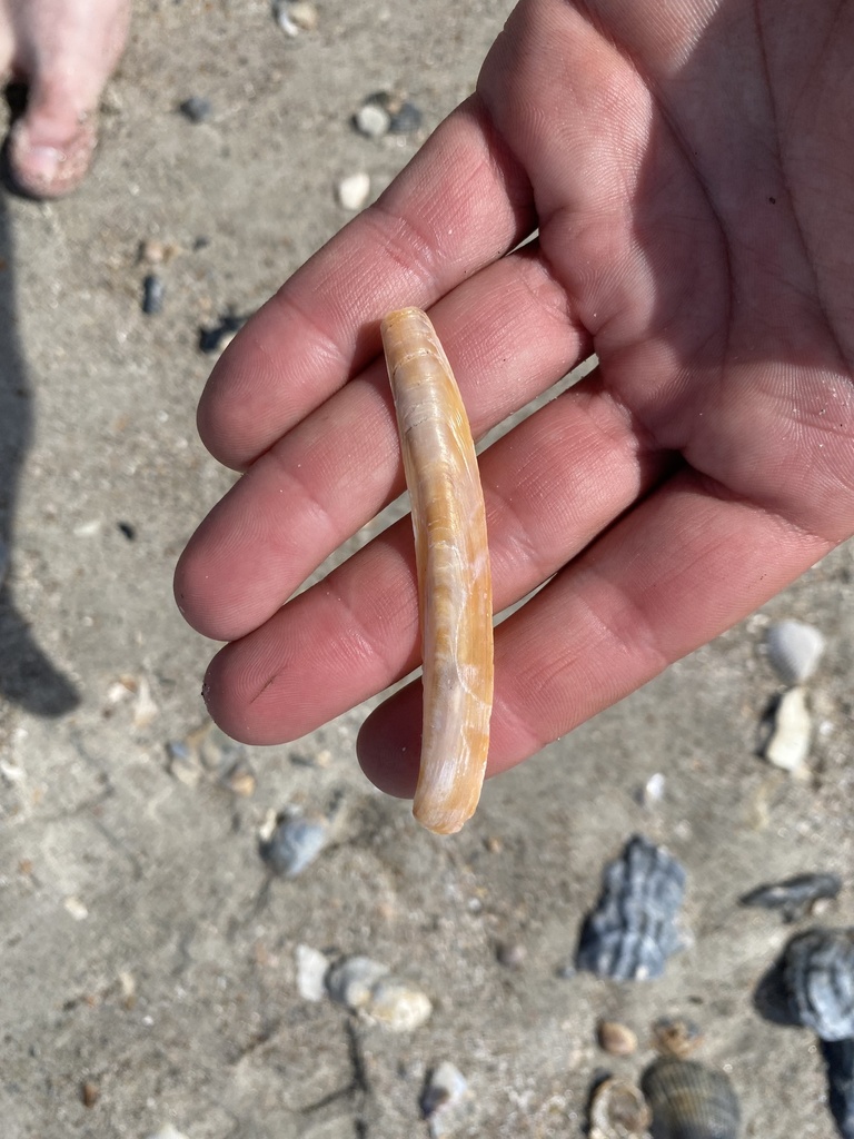 Minor Jacknife from North Atlantic Ocean, NC, US on March 15, 2022 at ...
