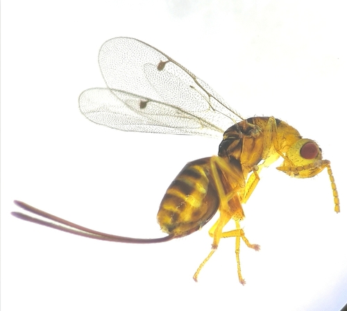 Megastigmus pictus · iNaturalist