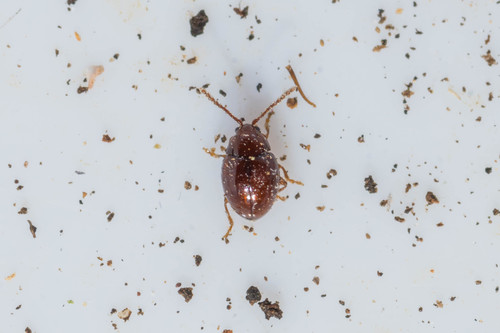 Género Orestia · iNaturalist Mexico