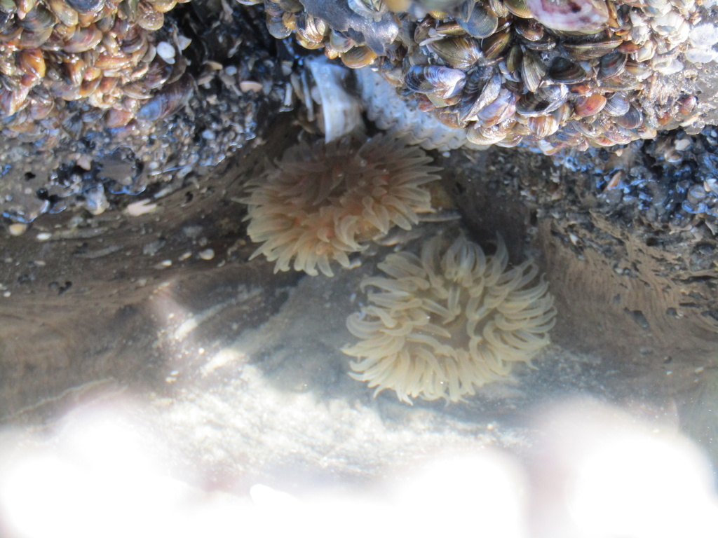 Warty Sea Anemone from Edisto Island, Edisto Island, SC, US on March 6 ...