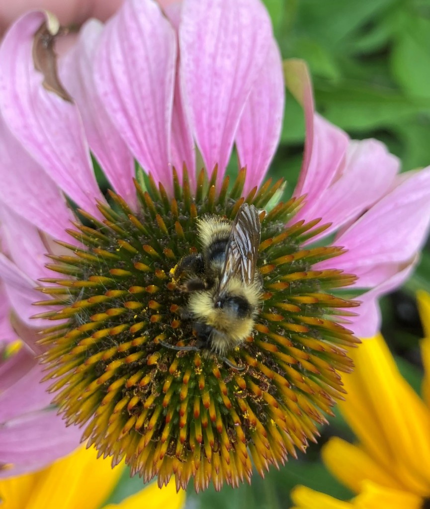 Cuckoo Bumble Bees from Douglasdale, Calgary, AB T2Z, Canada on August ...