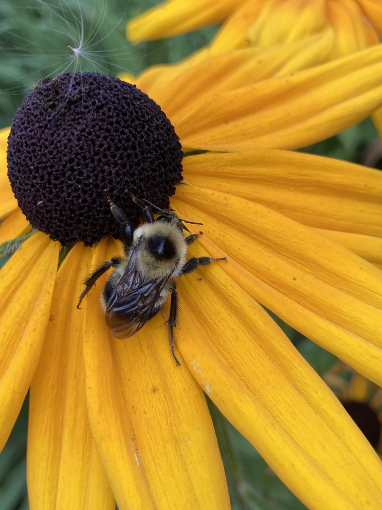 Red-belted Bumble Bee from Douglasdale, Calgary, AB T2Z, Canada on ...