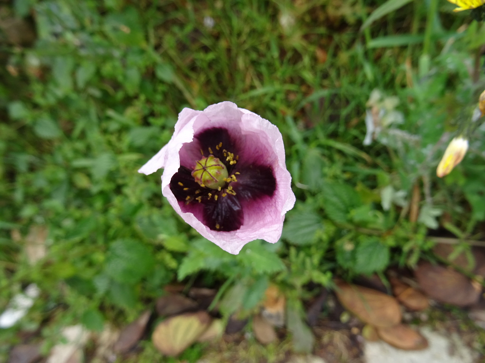 Papaver setigerum DC.