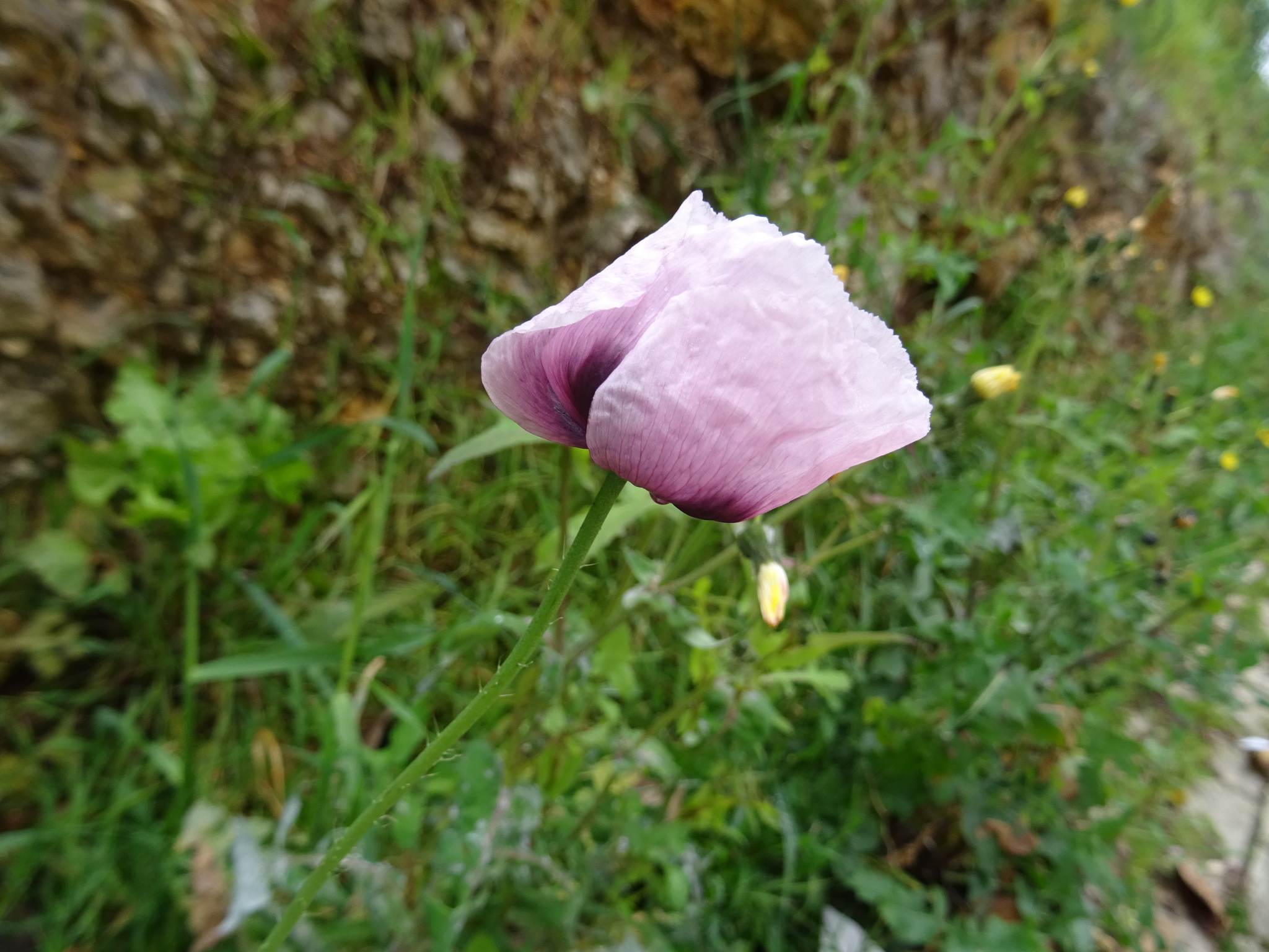 Papaver setigerum DC.