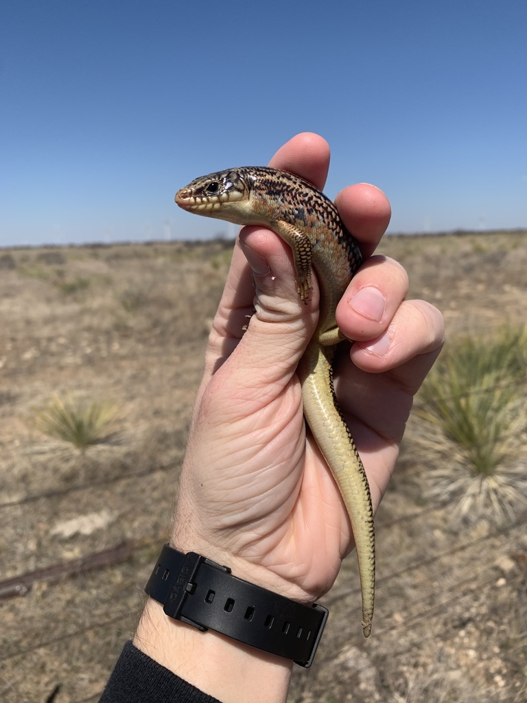 Great Plains Skink from SH-351, Abilene, TX, US on March 15, 2022 at 01 ...