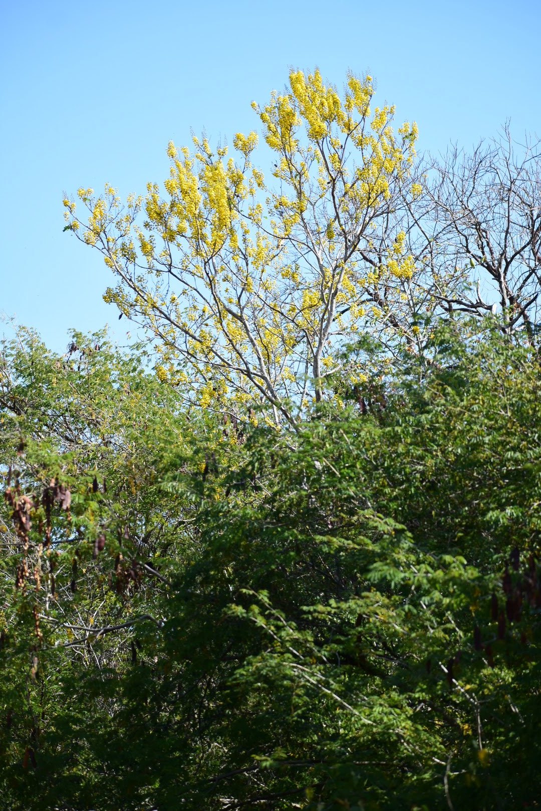 Cenostigma gaumeri (Greenm.) Gagnon & G.P.Lewis