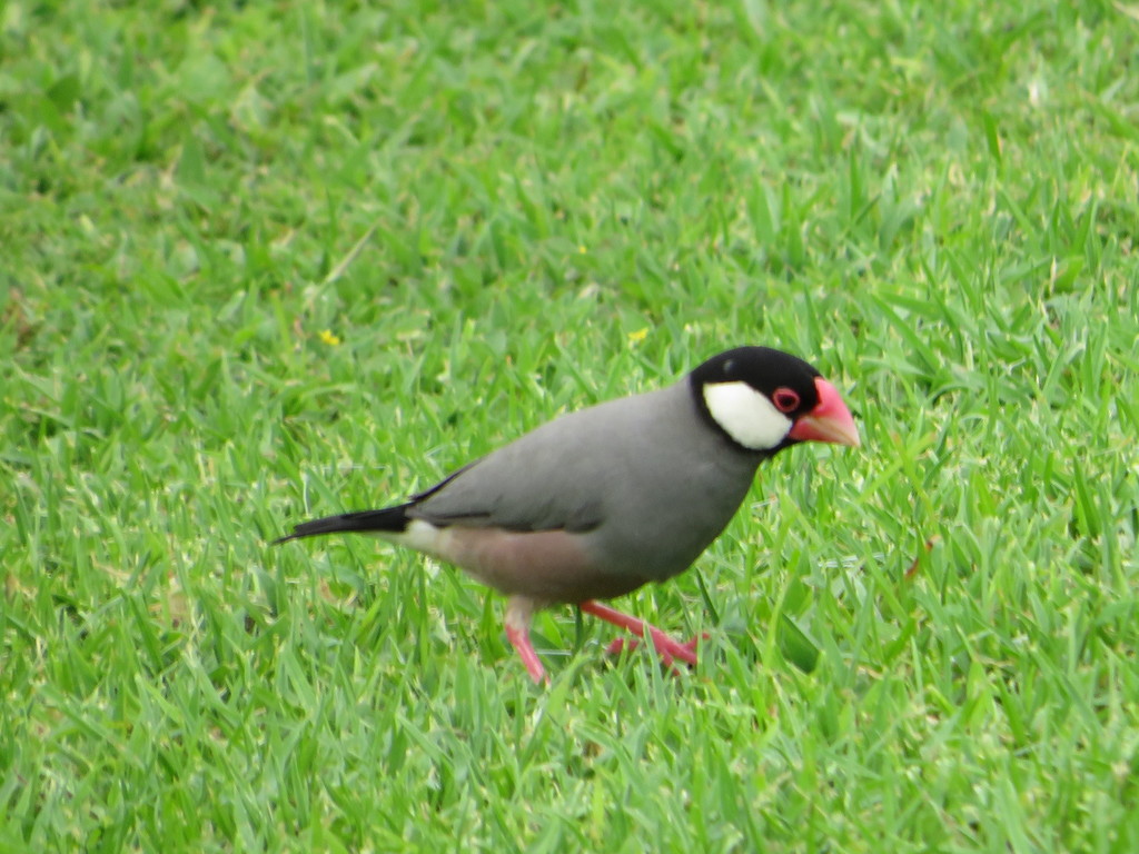 Java Sparrow in March 2022 by gljcrsmith · iNaturalist