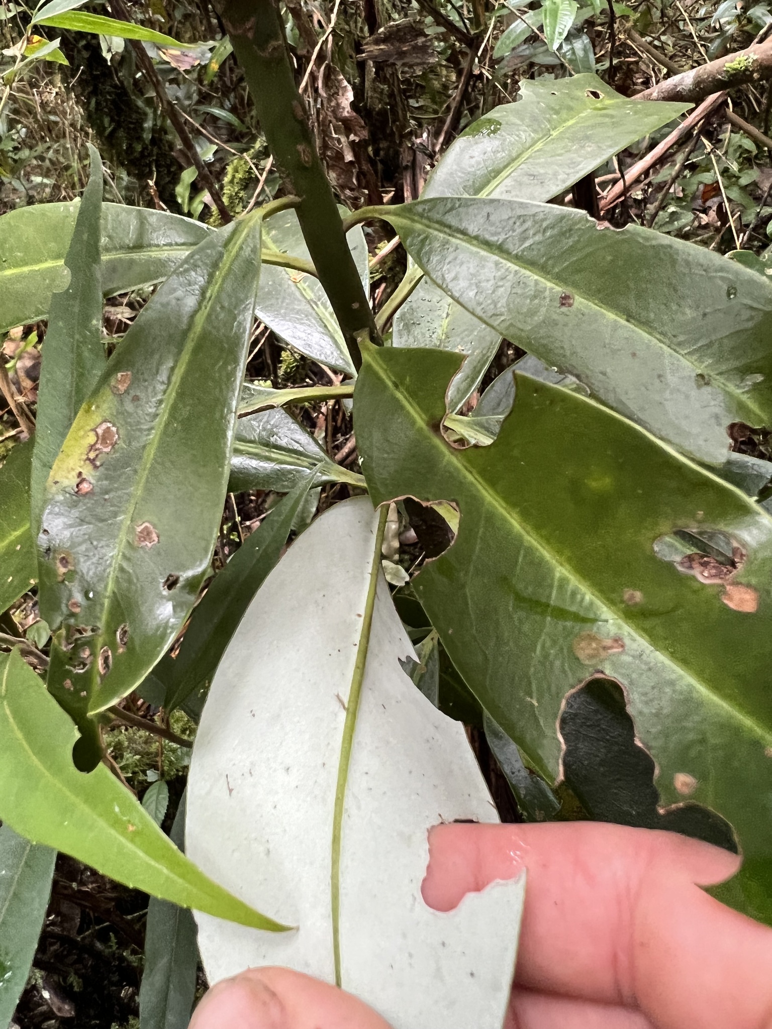 Drimys granadensis L.fil.