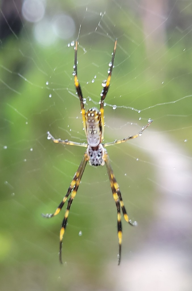 Tiger Spider from Ku-Ring-Gai Chase NSW 2084, Australia on February 2 ...
