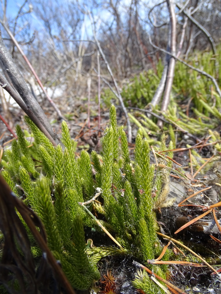 arctic stag's-horn clubmoss from Yukon, YT, Canada on May 19, 2018 at ...