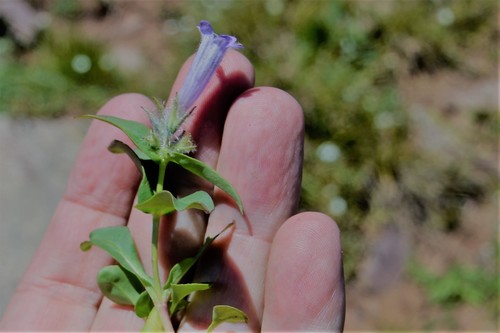 Photo 183049076, (c) Scott F Smith, some rights reserved (CC BY-NC ...