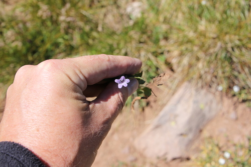 Photo 183049094, (c) Scott F Smith, some rights reserved (CC BY-NC ...