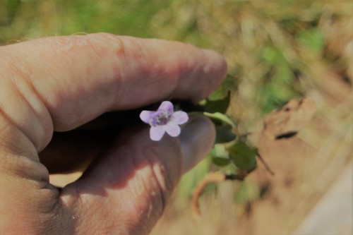 Photo 183049104, (c) Scott F Smith, some rights reserved (CC BY-NC ...