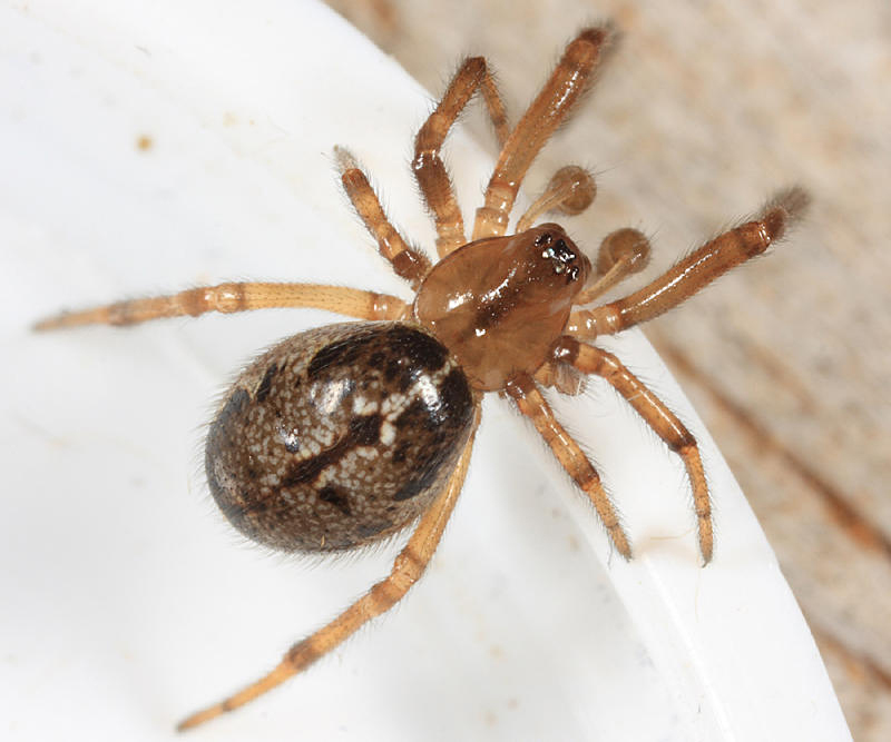 marbled cobweb spider from Salisbury, MA, USA on March 10, 2008 at 08: ...