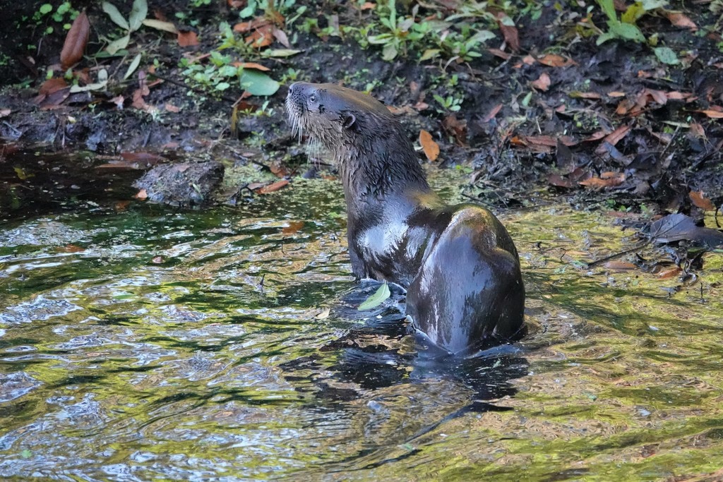 North American River Otter from Port Royal, SC, USA on March 15, 2022 ...