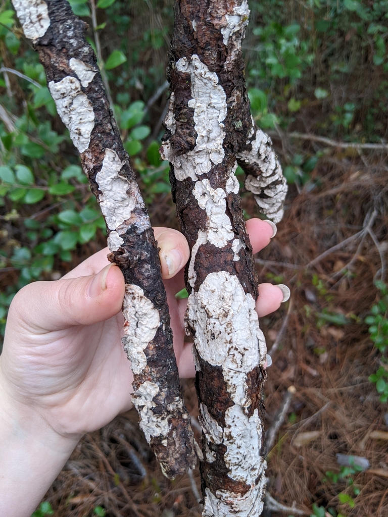 Bleeding Conifer Crust from Mary Esther Post Office, Mary Esther, FL ...
