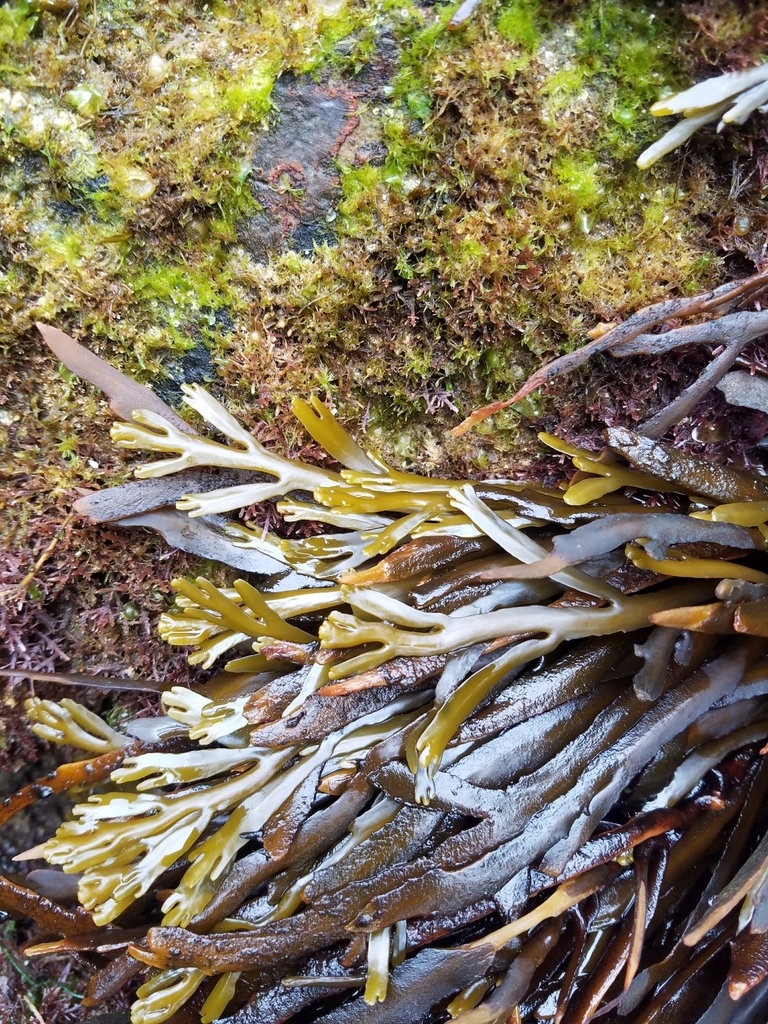 Fucoids from Catalina Casino, Avalon, CA 90704, USA on May 19, 2018 at ...