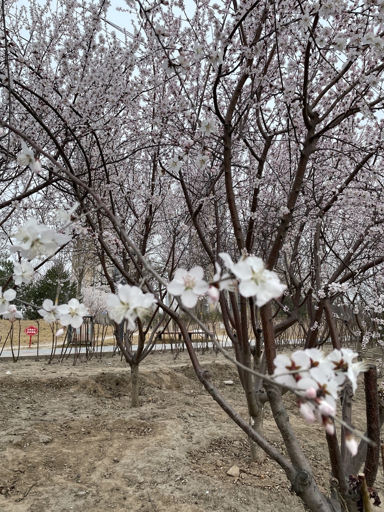 Chinese Wild Peach from Beijing, Beijing, CN on March 16, 2022 at 06:41 ...