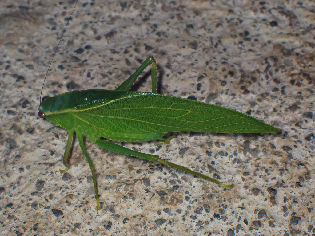 Frontinus from Sarapiquí, Heredia, Costa Rica on February 17, 2022 at ...