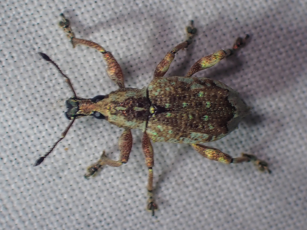 Claeoteges virosa (Insectos Papa´s Place) · iNaturalist