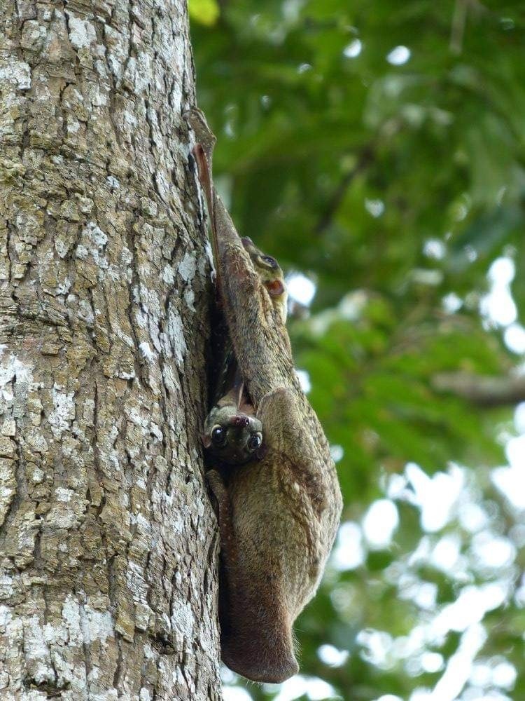 Sunda Colugo in April 2016 by squirrel_cheeks · iNaturalist