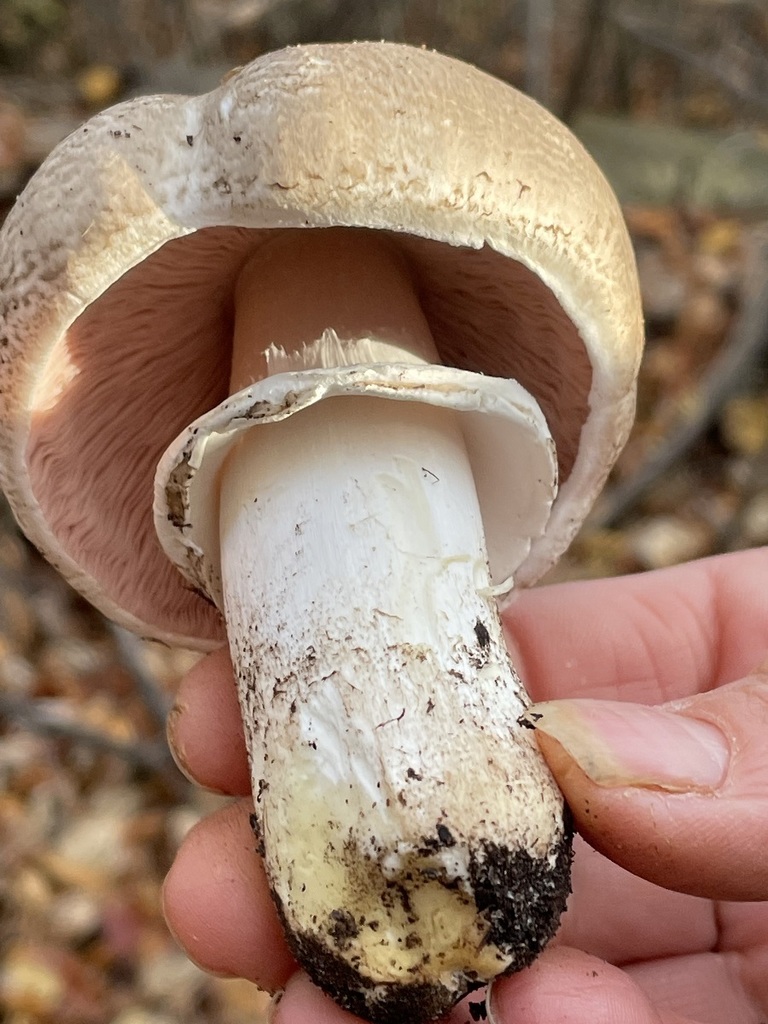 Agaricus deardorffensis from Garden City, ID, USA on October 31, 2021 ...