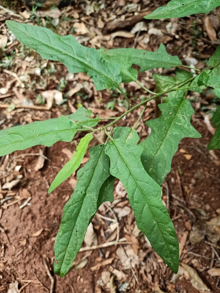 nightshades from Jack Smith Scrub Conservation Park on March 6, 2022 at ...