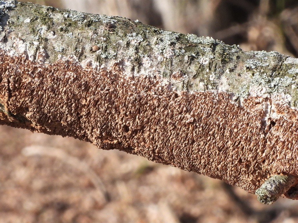 brown-toothed crust fungus from Queen Anne's County, MD, USA on March ...