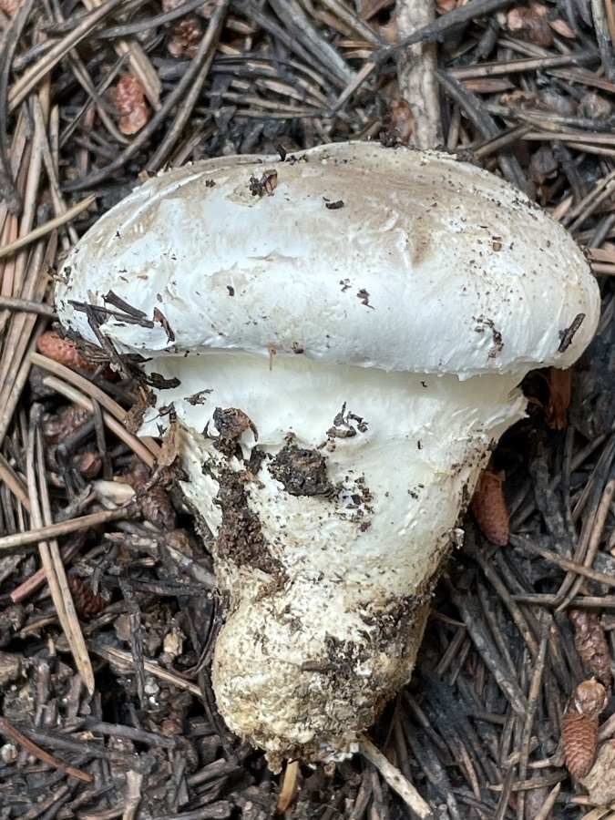 MyCoPortal Detailed Collection Record Information