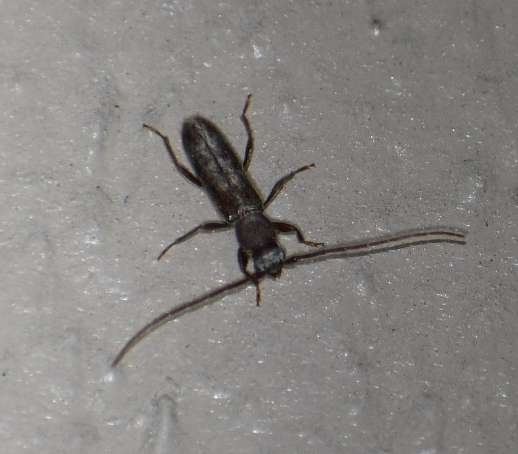 Typical Longhorn Beetles from Starr County, TX, USA on March 14, 2022 ...