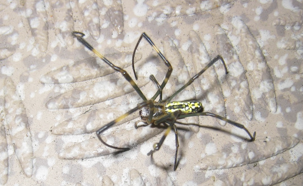 Joro Spider from 日本、神奈川県横浜市金沢区 on September 12, 2009 at 09:48 AM by ...