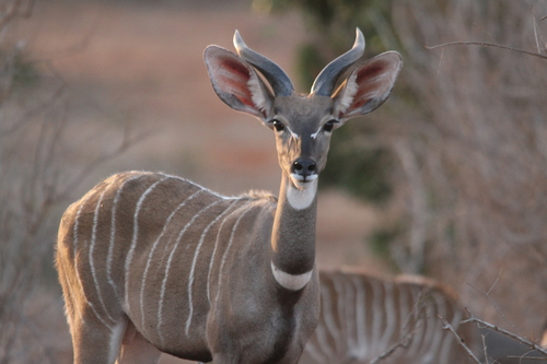 Lesser Kudus (Subgenus Ammelaphus) · iNaturalist