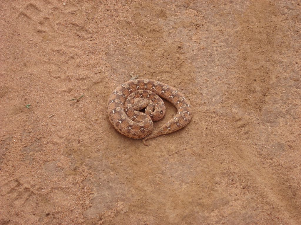 Roman's Carpet Viper from Rabkona, SD-WH, SS on August 3, 2006 at 10:31 ...