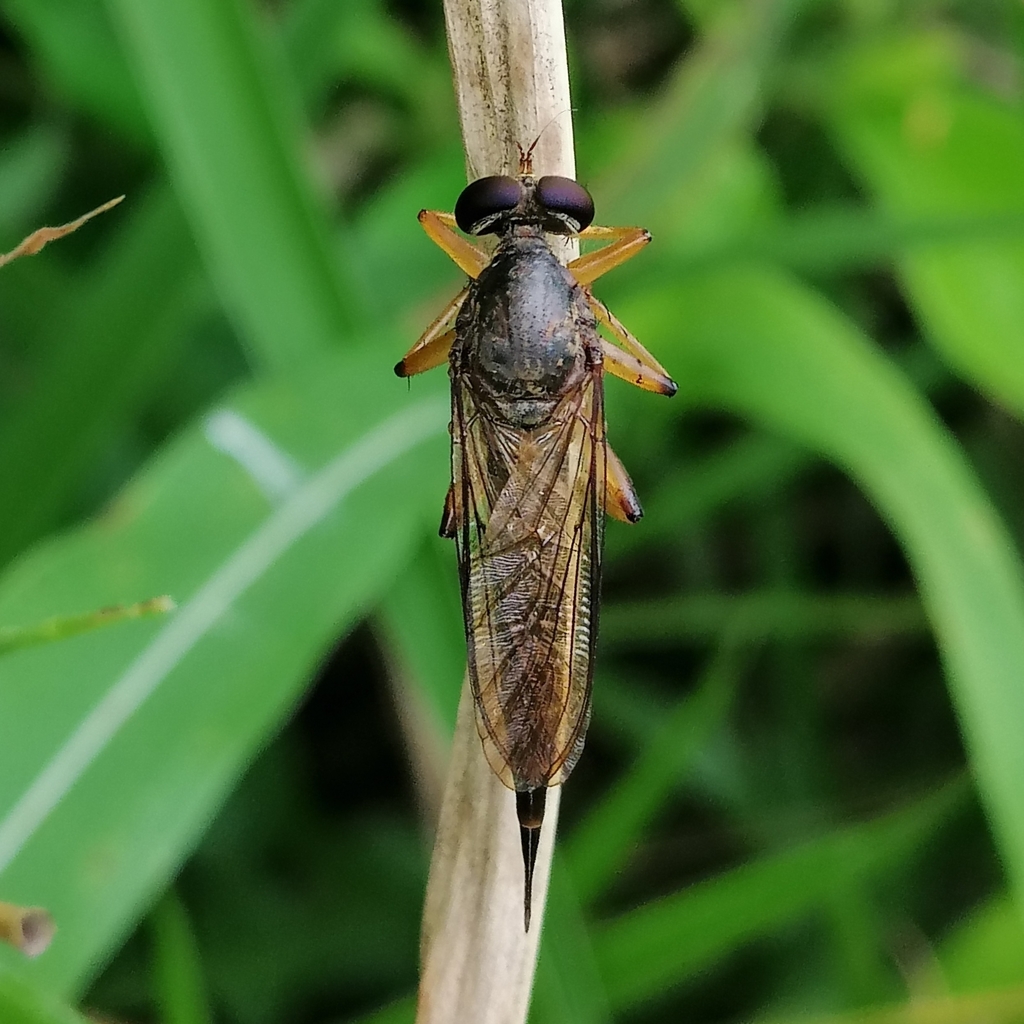 Asilinae from San Juan, Bolivia on March 12, 2022 at 04:43 PM by Kozue ...