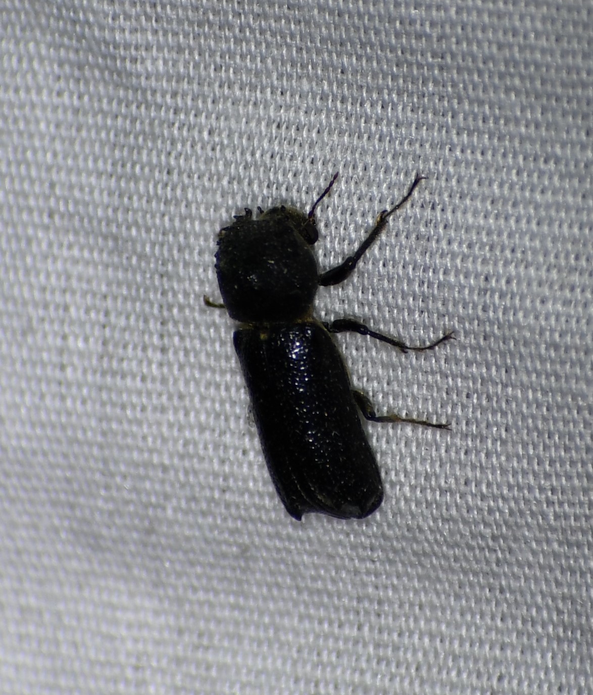 Amphicerus cornutus (Pallas, 1772)