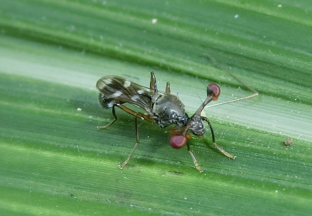 Teleopsis Rondani, 1875